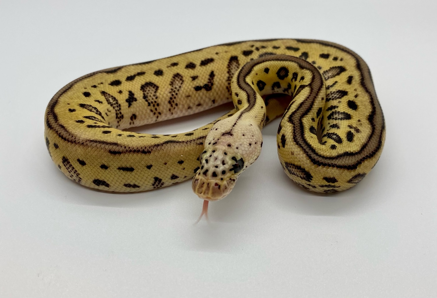 SALE Pastel Batman Possible Red Stripe Or Yellowbelly Ball Python by AK ...