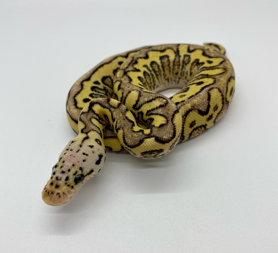 Pastel Spotnose Red Stripe YB Clown Ball Python by AK Reptiles