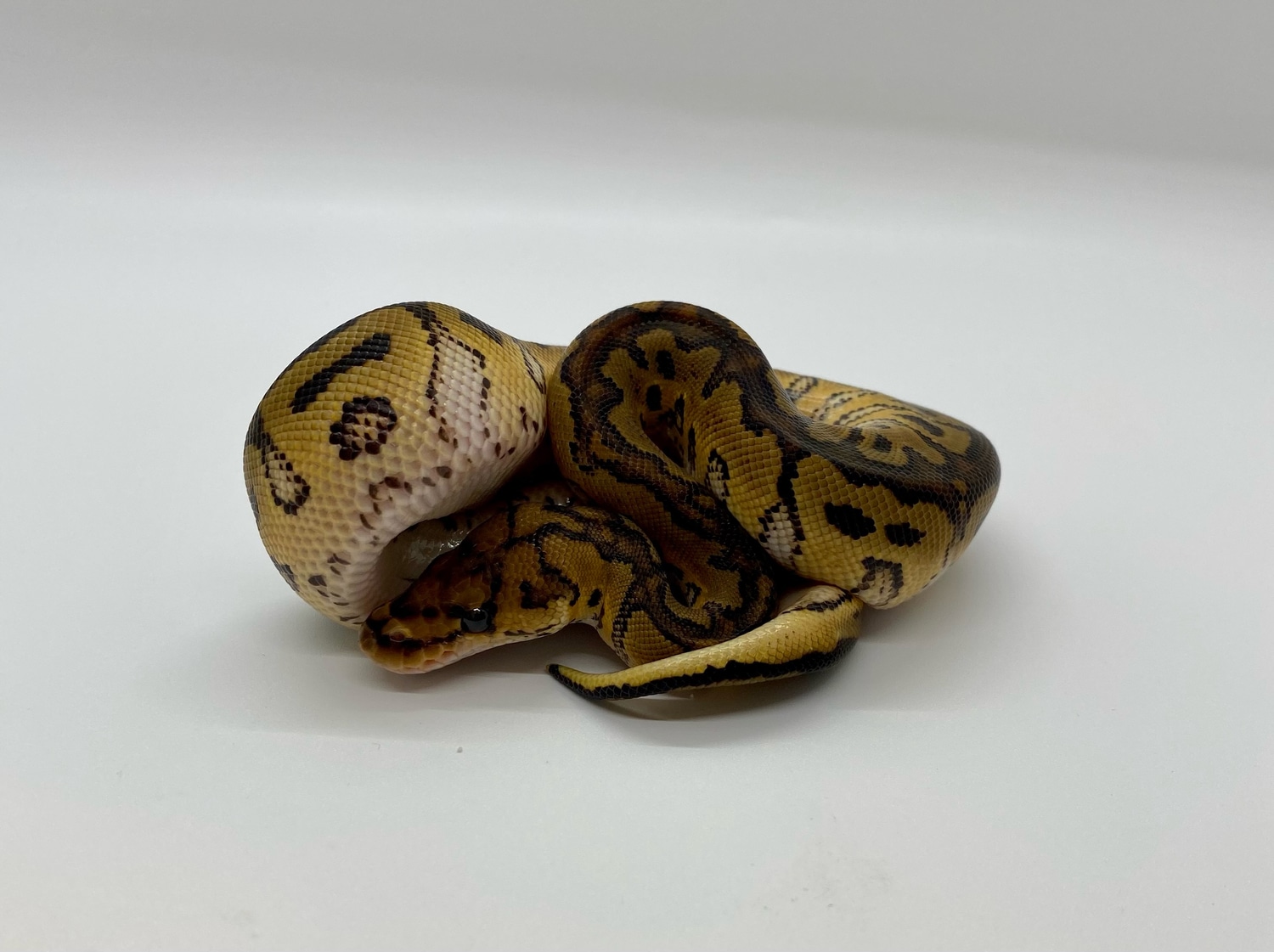 Red Stripe Clown Pos YB Ball Python by AK Reptiles - MorphMarket