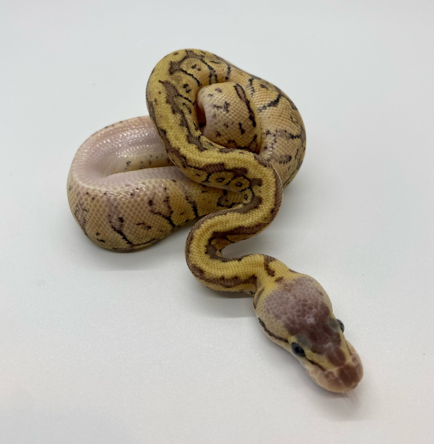 Lemonblast Pos Red Stripe Het Clown Ball Python by AK Reptiles ...