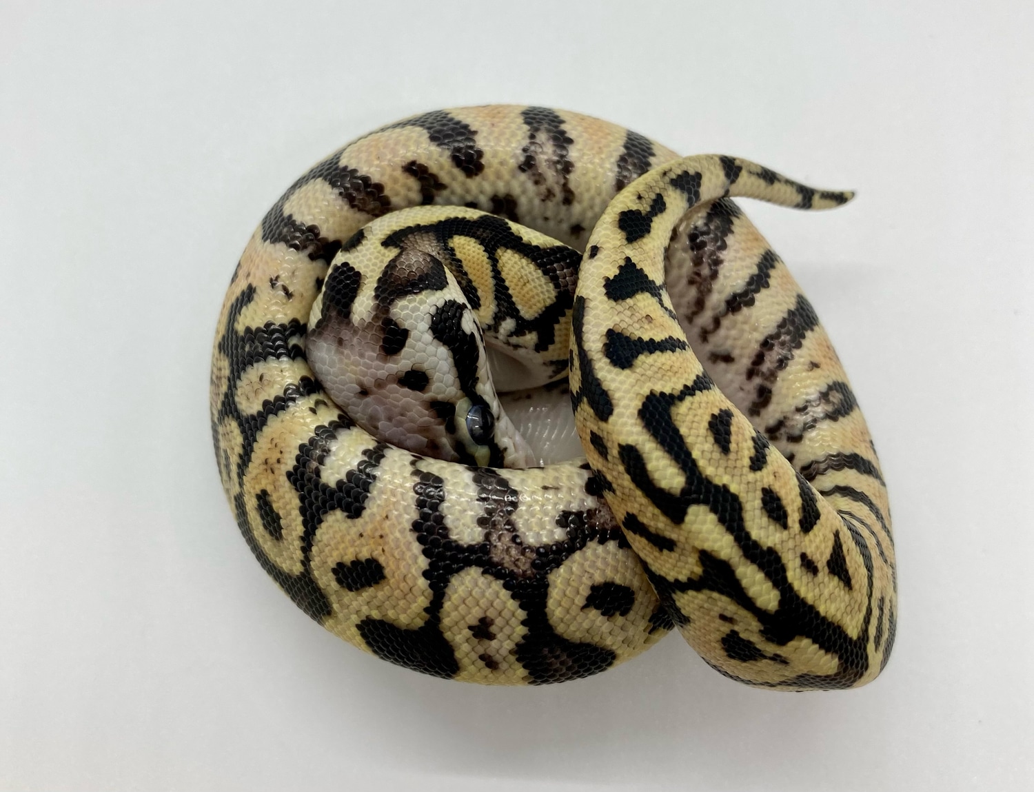 SALE Pastel Fire Spotnose YB Het Clown Ball Python by AK Reptiles ...
