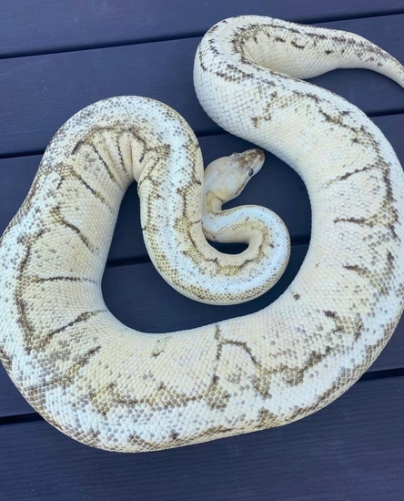 Dragonfly Ball Python by AK Reptiles