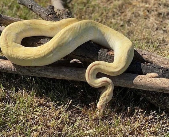Pastel Lesser Banana (YB) Clown Ball Python by AK Reptiles