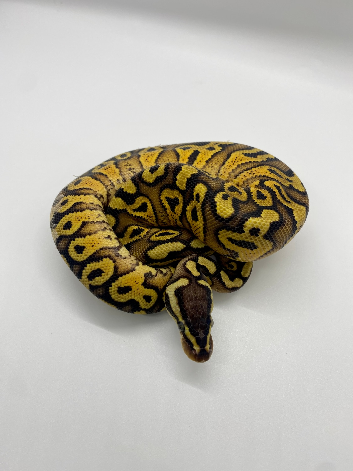 Pastel Red Stripe (YB) Het Clown Ball Python by AK Reptiles - MorphMarket
