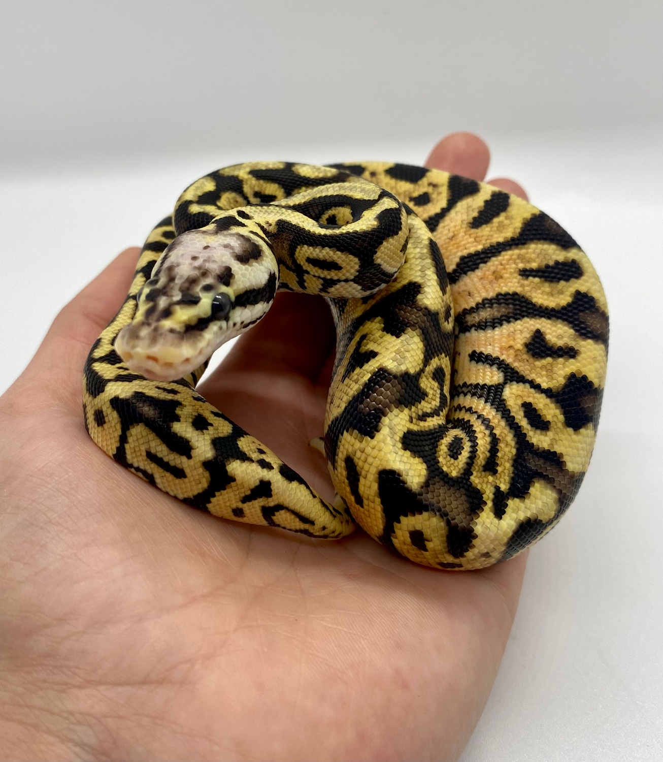 GROUP DEAL Females 100% Het Clowns Ball Python by AK Reptiles - MorphMarket