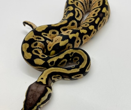 SALE Pastel Batman Possible Red Stripe Or Yellowbelly Ball Python by AK ...