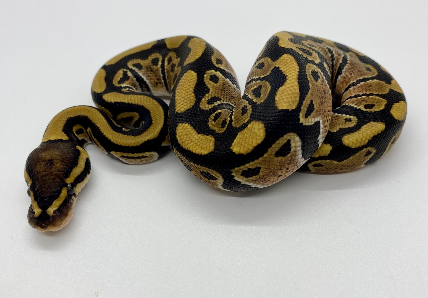 (Special) Th Hypo Clown Pied Ball Python by AK Reptiles - MorphMarket