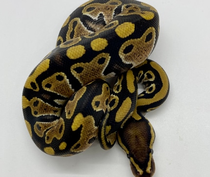 SALE Pastel Batman Possible Red Stripe Or Yellowbelly Ball Python by AK ...