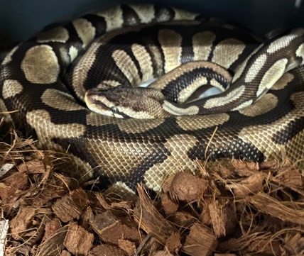 SALE Pastel Batman Possible Red Stripe Or Yellowbelly Ball Python by AK ...
