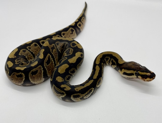 1.1 Sable Double Het Hypo Clown Ball Python by AK Reptiles