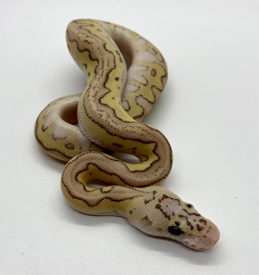 Super Pastel Banana Lesser Clown Ball Python by AK Reptiles