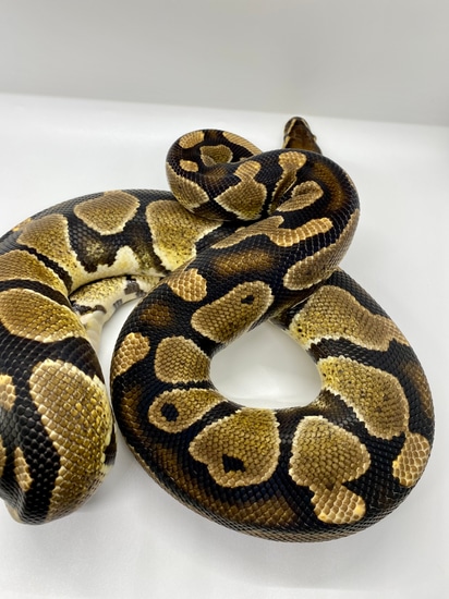 Blackhead Het Clown Ball Python by AK Reptiles