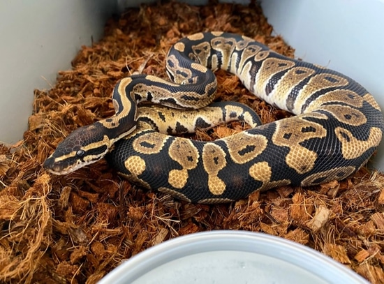 ADULT Keyhole Het Clown Ball Python by AK Reptiles