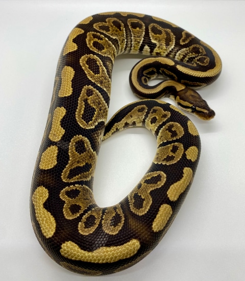 Sable Dh Hypo Clown Ball Python by AK Reptiles