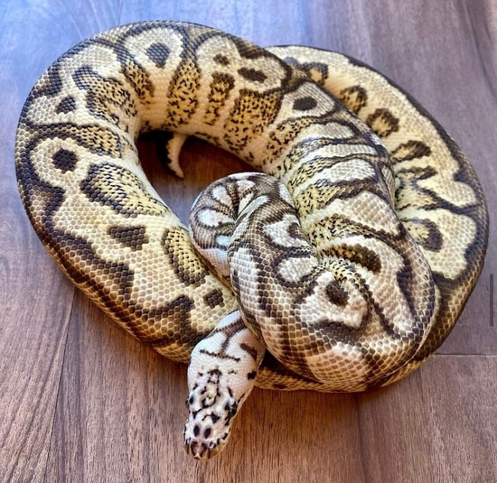 Proven Spotnose Red Stripe Pastel YB Clown Ball Python by AK Reptiles
