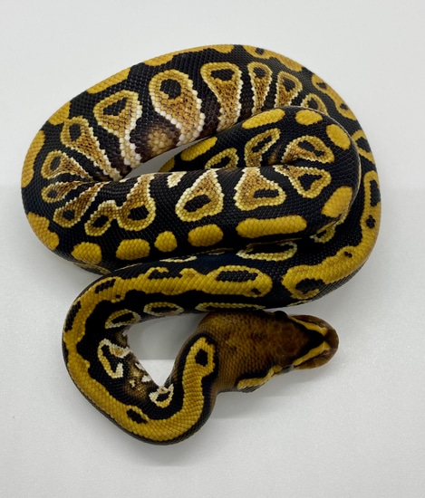 Cypress Special YB/Asphalt Dh Hypo Clown Ball Python by AK Reptiles