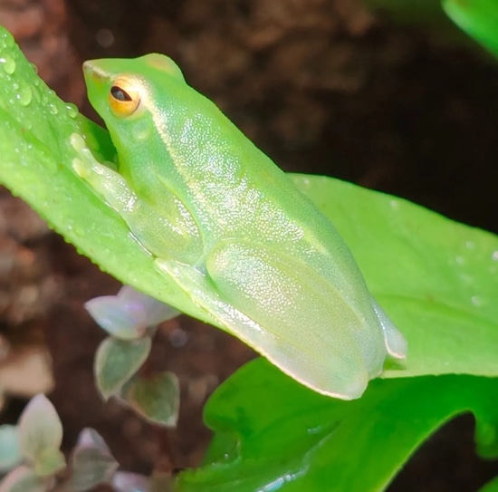 Hatchet Faced Tree Frogs Other Frog by Logan's leaftails