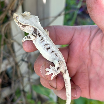 Heirloom Geckos - MorphMarket