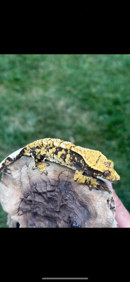 Tricolor Female Origami Offspring Crested Gecko by Heirloom Geckos