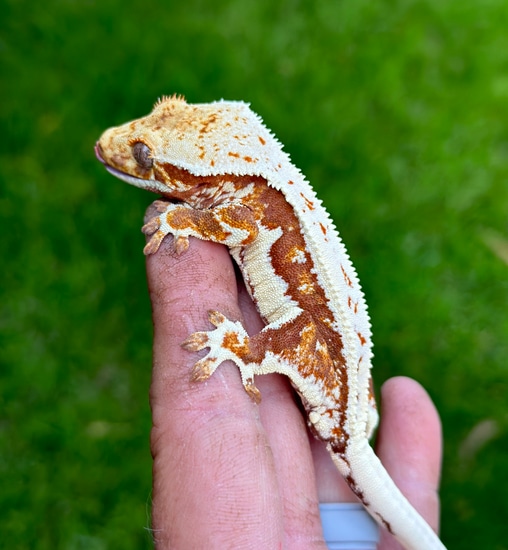 Red And Orange Lilly White Male Crested Gecko by Heirloom Geckos