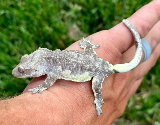 Axanthic Lilly White Male Crested Gecko by Heirloom Geckos