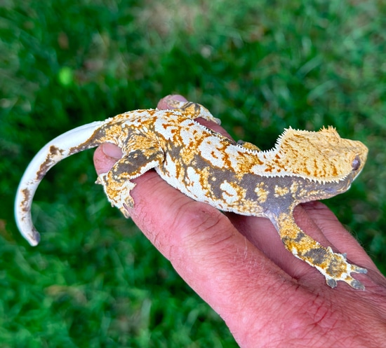Holdback Release Female Origami Offspring Crested Gecko by Heirloom Geckos