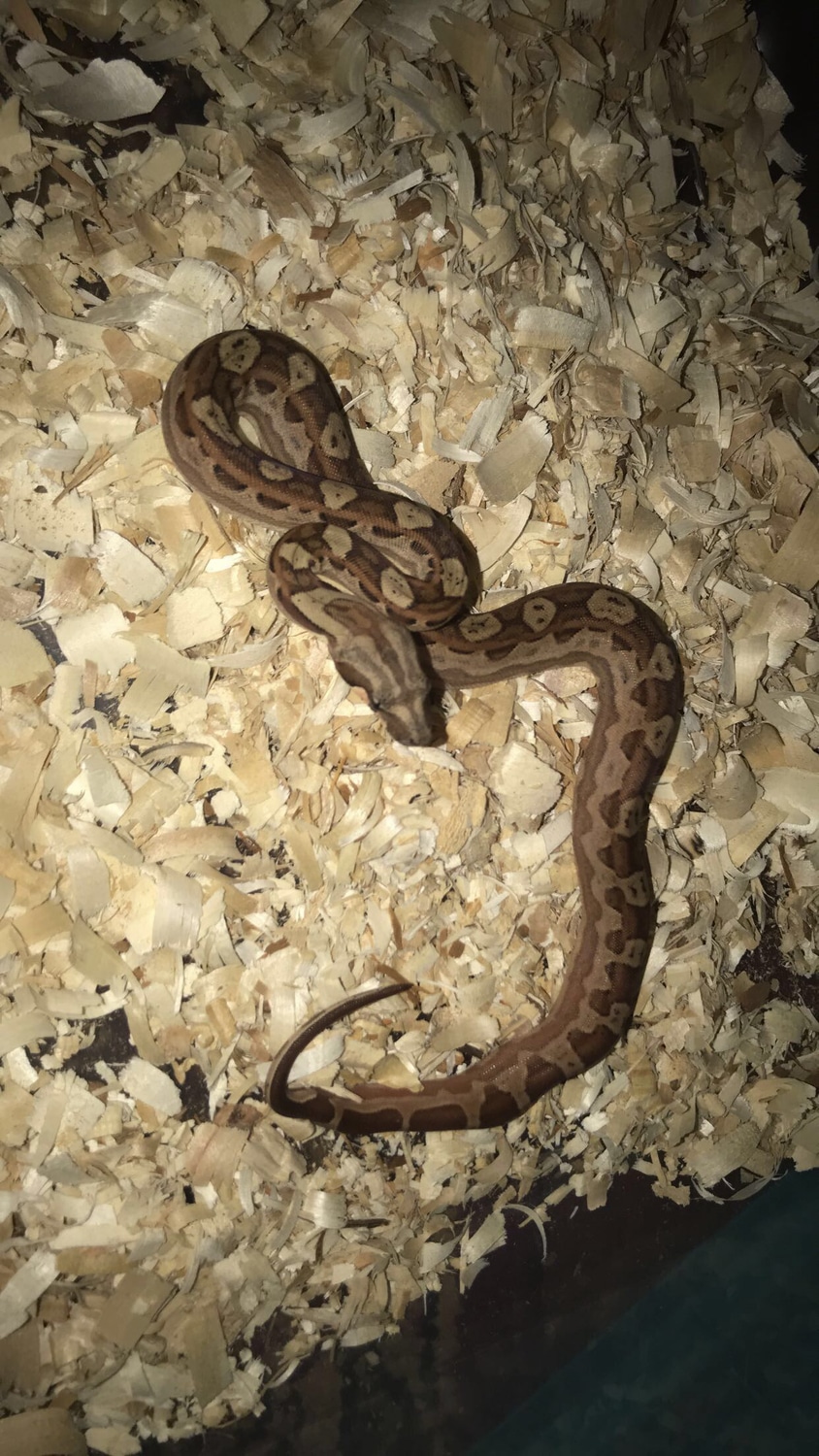 Hypo Motley Het Kahl Albino Boa Constrictor by LL Boas & Exotics ...