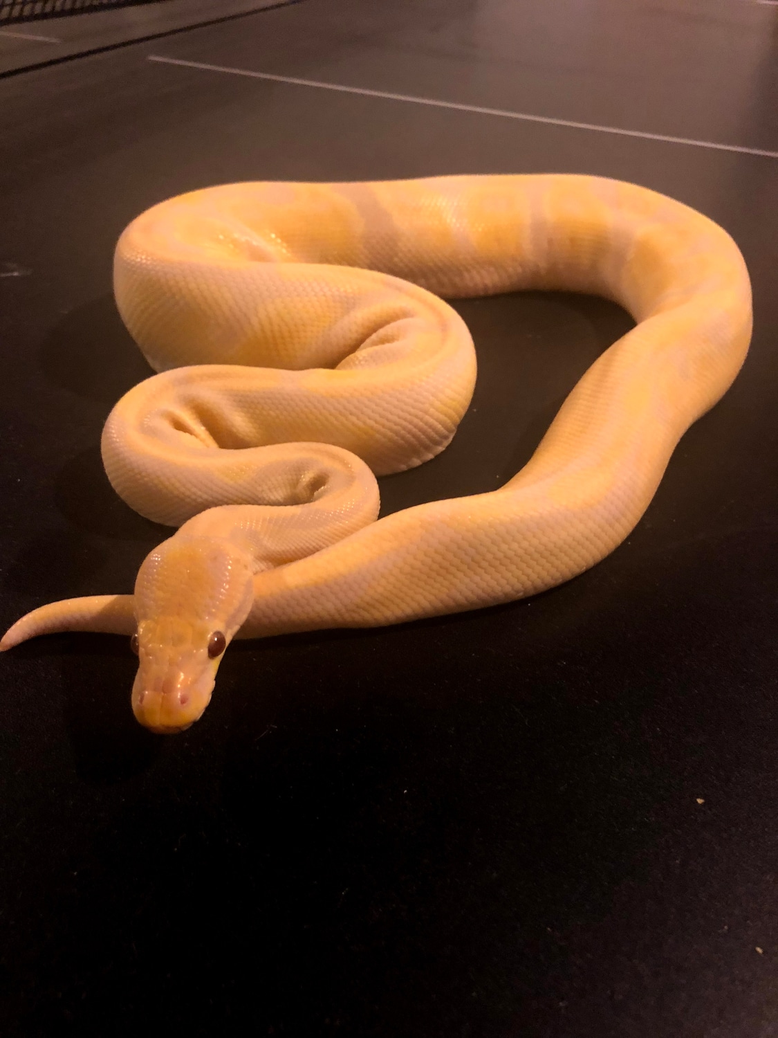 Female 2015 Lavender Albino 100% Het Pied Ball Python by Helix Reptiles ...