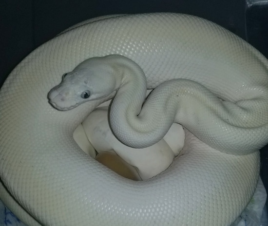 Pastel Super Mojave Ball Python by Hella Balls Royal Python Breeder