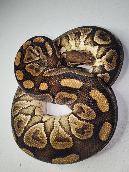 Razer Ball Python by Hella Balls Royal Python Breeder