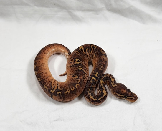 Sunset Het Ultramel Ball Python by Hella Balls Royal Python Breeder