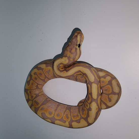 Spotnose Banana Het Clown Ball Python by Hella Balls Royal Python Breeder