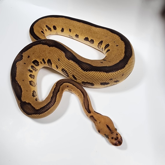 Fire Batman Poss YB Ball Python by Hella Balls Royal Python Breeder