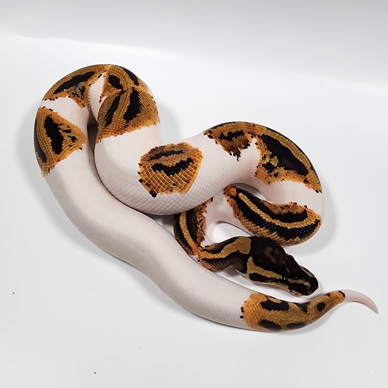 YB Pied Het Sunset Ball Python by Hella Balls Royal Python Breeder