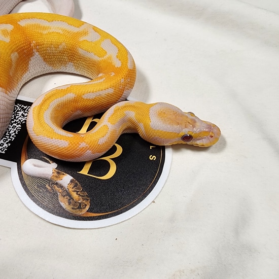Dreamsicle Ball Python by Hella Balls Royal Python Breeder