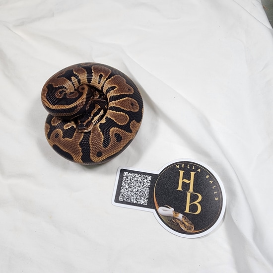 Leopard Het Sunset Het Pied Ball Python by Hella Balls Royal Python Breeder