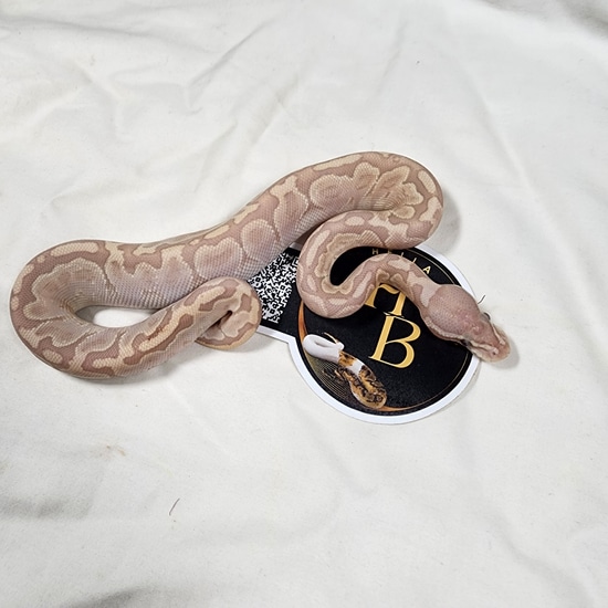 Bamboo Enchi Ultramel Het Sunset Ball Python by Hella Balls Royal ...