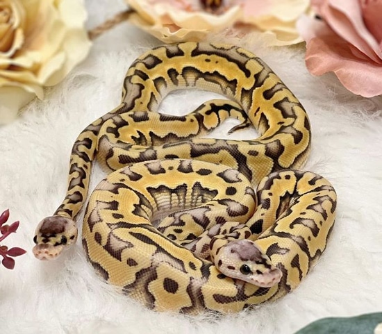 Super Pastel Puzzle Female Sub Adult Ball Python by Will's Hella Heat