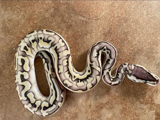 Pastel Butter Puzzle Proven Breeder Ball Python by Will's Hella Heat