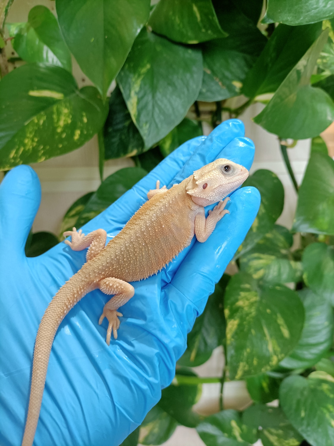 Witblits Hypo Trans Central Bearded Dragon by Hellenic Dragons ...