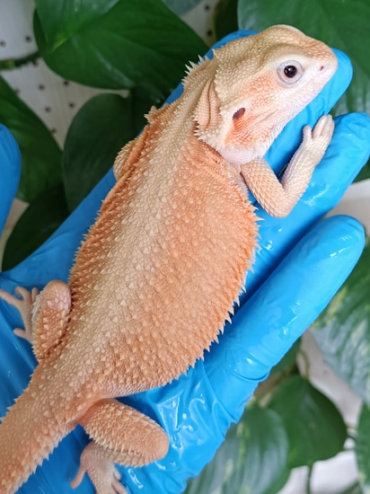 Witblits Hypo Trans Central Bearded Dragon by Hellenic Dragons