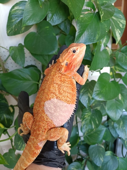 Hypo Trans Het Witblits Central Bearded Dragon by Hellenic Dragons
