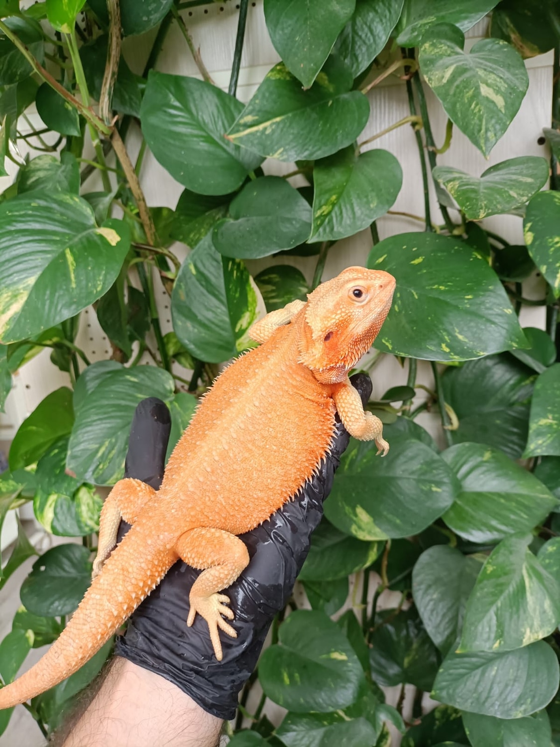 Hellenic Dragons's Collection - MorphMarket