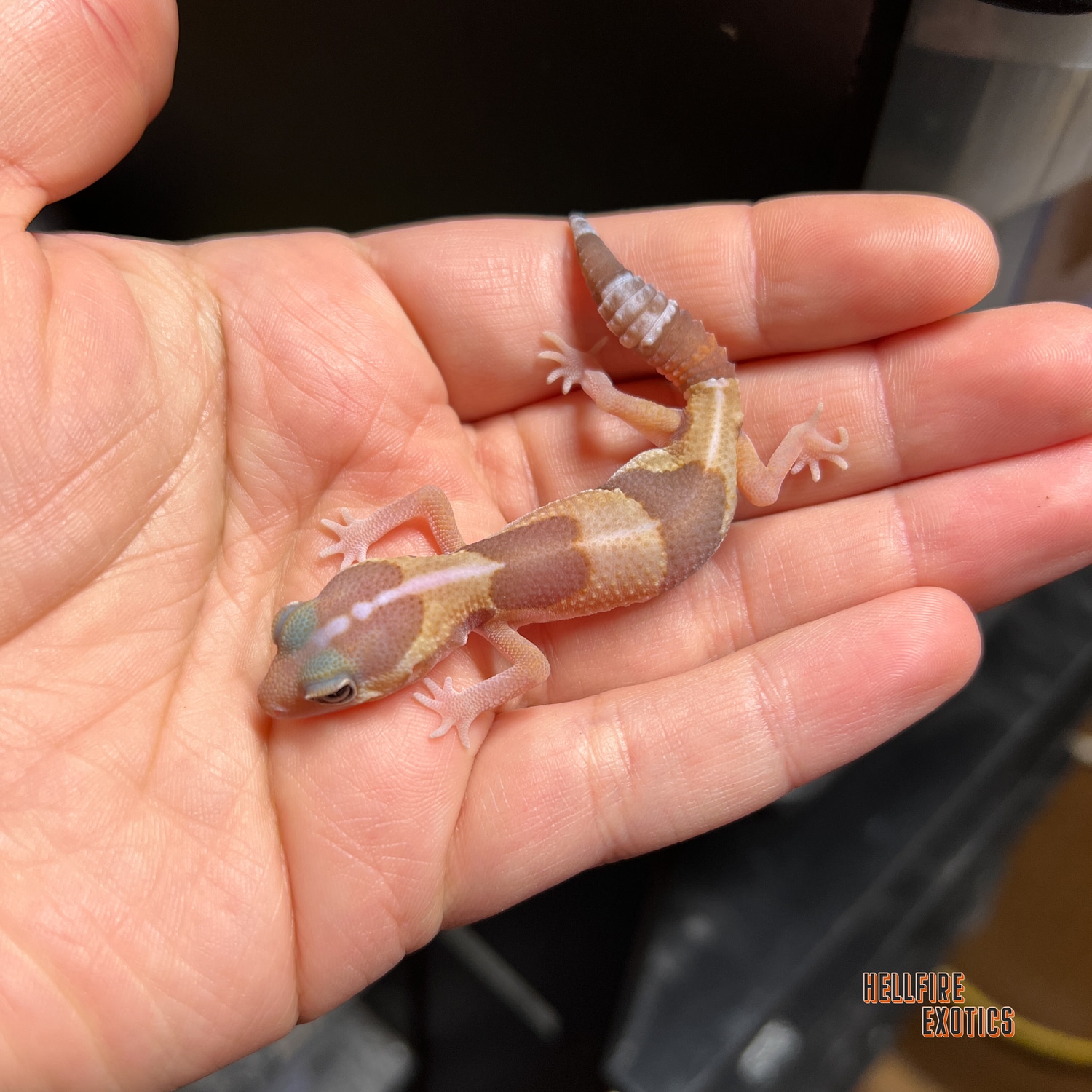 TSF Amel African Fat-Tailed Gecko by Hellfire Exotics - MorphMarket