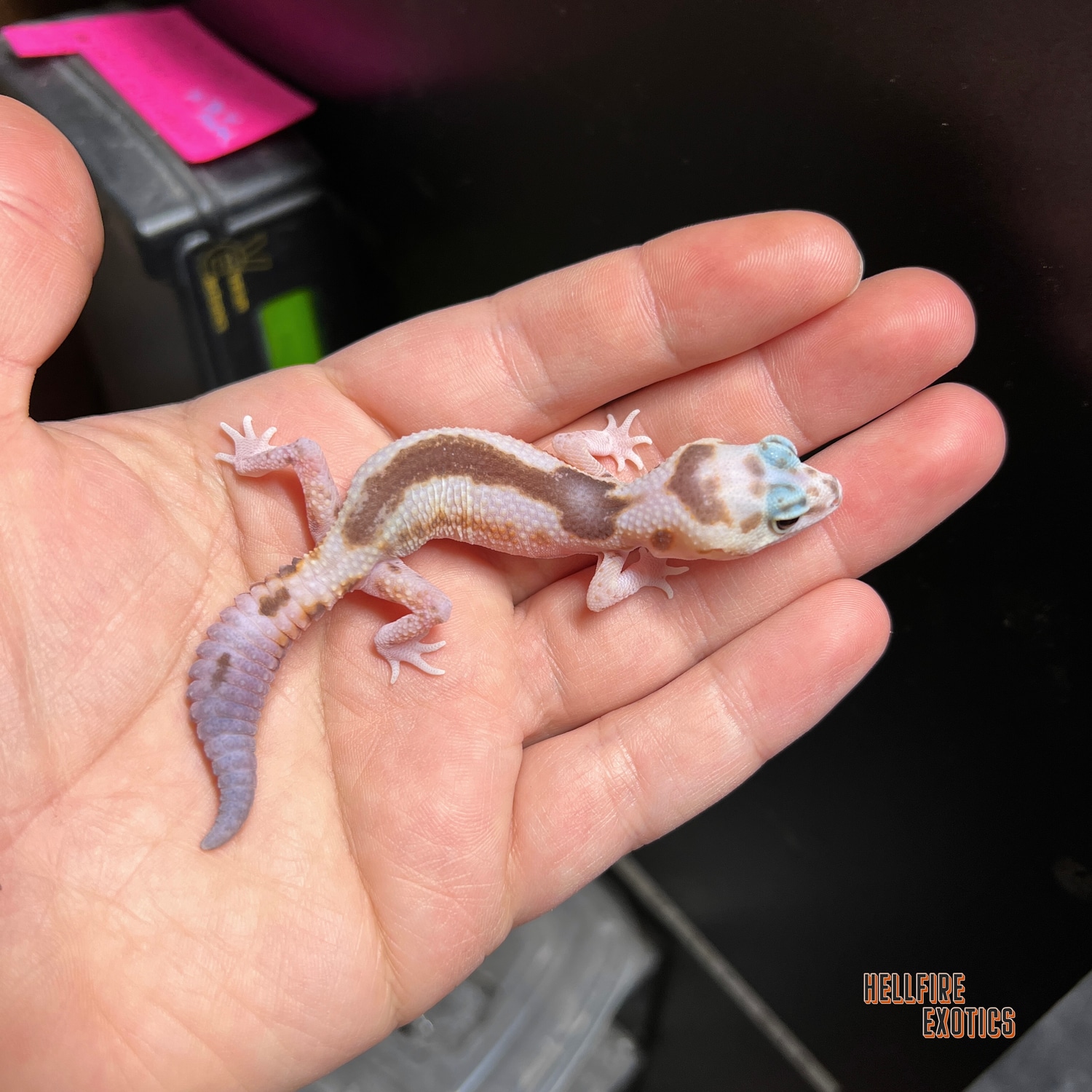 Whiteout Zulu 50% Het Oreo Caramel African Fat-Tailed Gecko by Hellfire ...