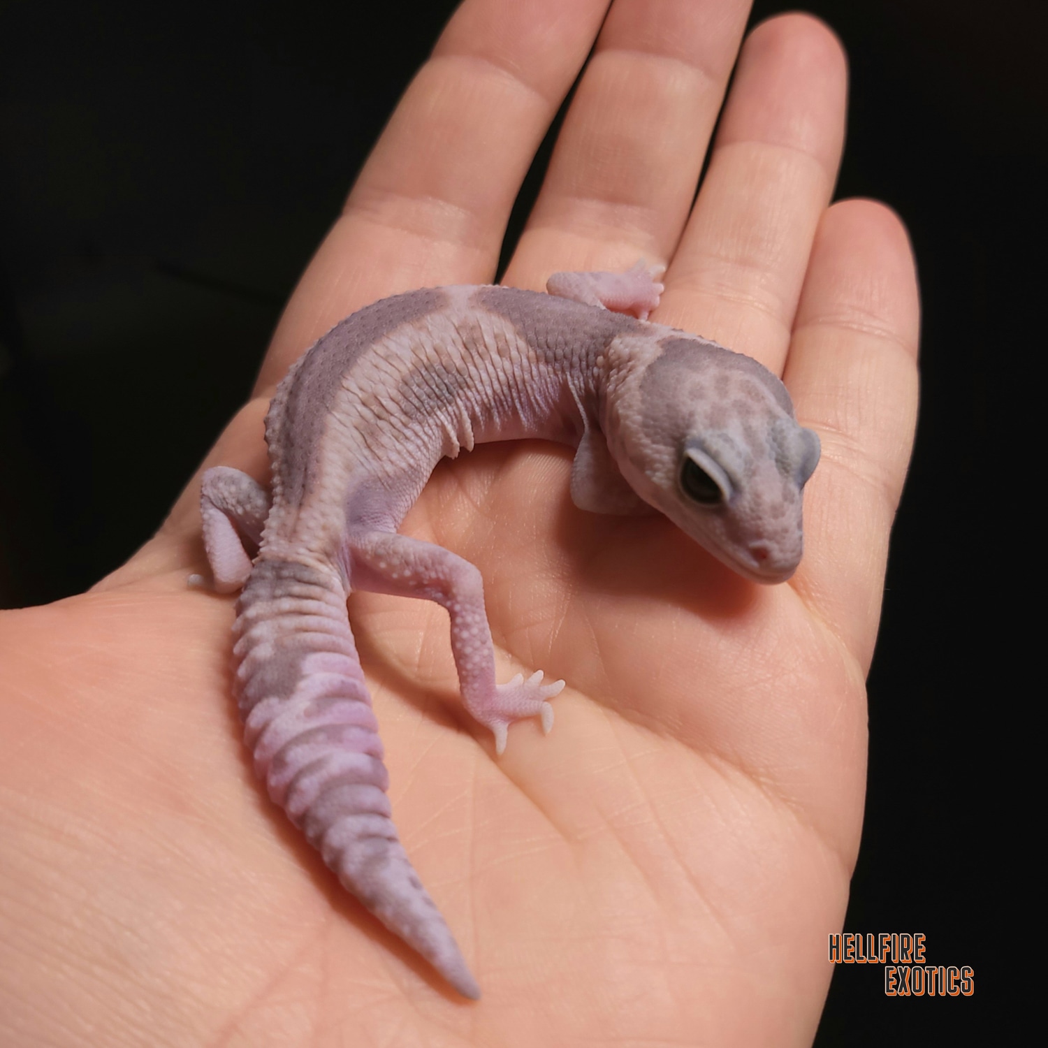 Whiteout Ghost Aberrant 50% Het Patternless Oreo African Fat-Tailed ...