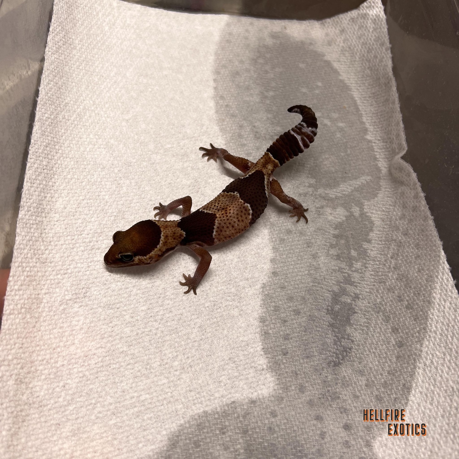100% Het Amel African Fat-Tailed Gecko by Hellfire Exotics - MorphMarket