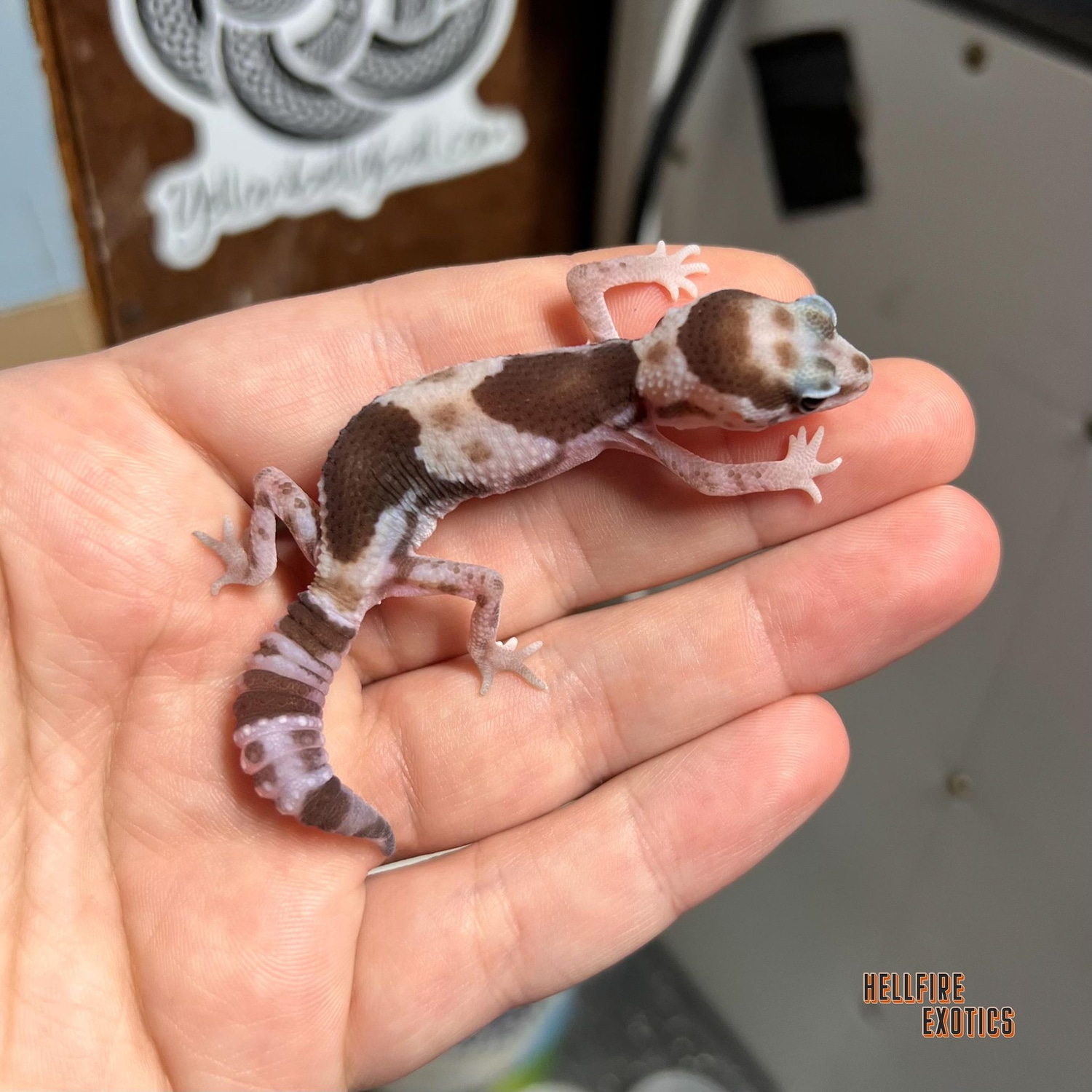 Triple Het Ghost Oreo Patternless African Fat-Tailed Gecko by Hellfire ...