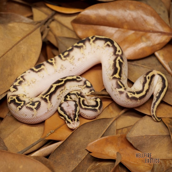 Pastel Freeway 100% Het Pied Ball Python by Hellfire Exotics