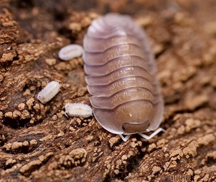 X10 Cristarmadillidium Muricatum Isopod by Hellfire Exotics - MorphMarket
